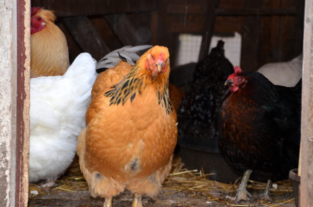 Hiring a Farm Sitter for Your Homestead - Countryside